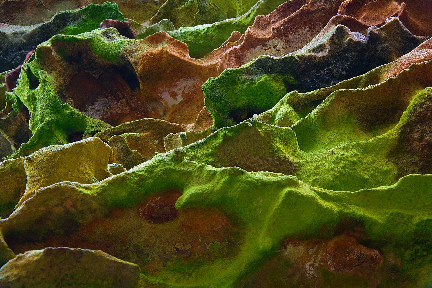 Nature's Collection : Patterns