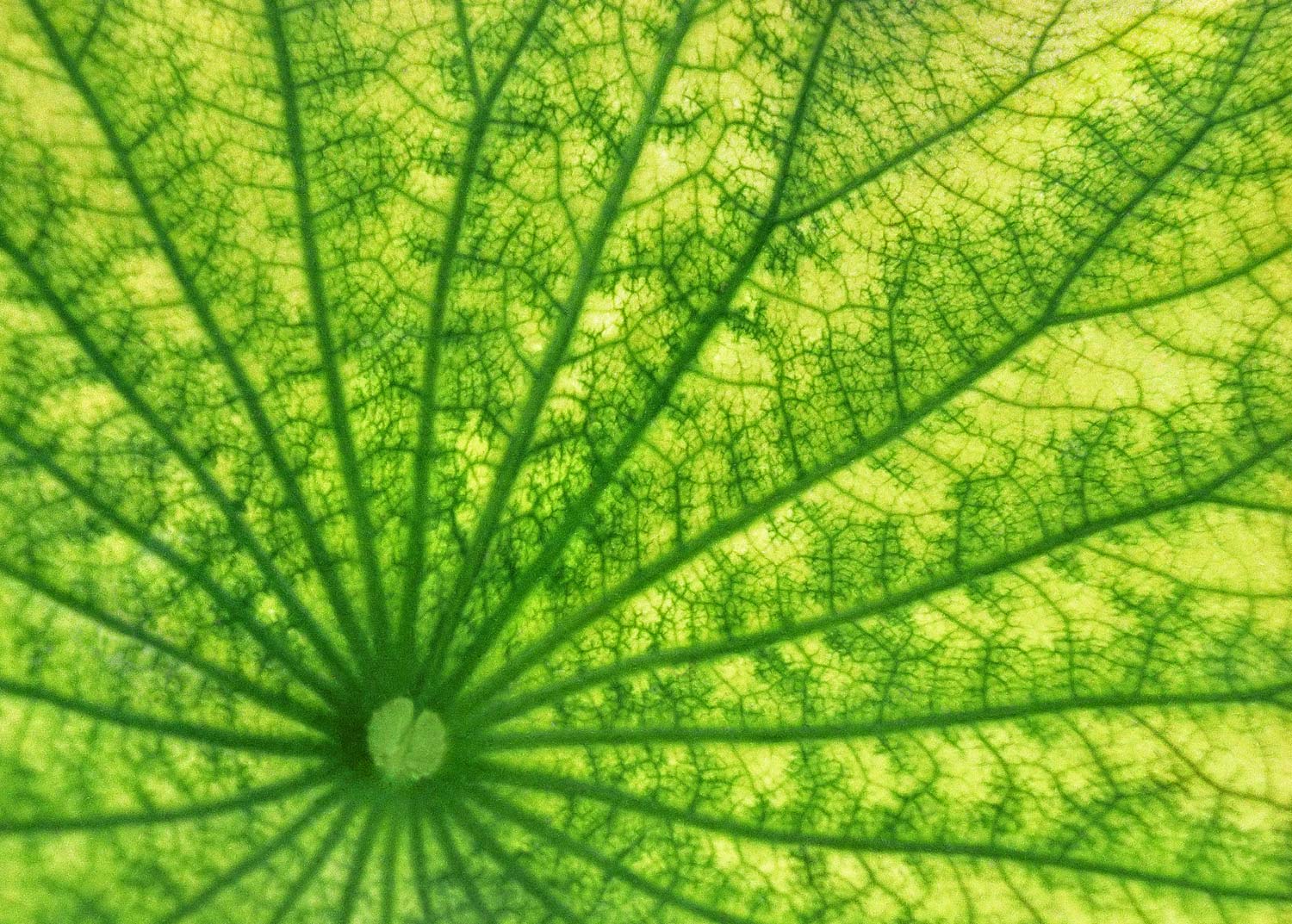 Nature's Collection : Patterns