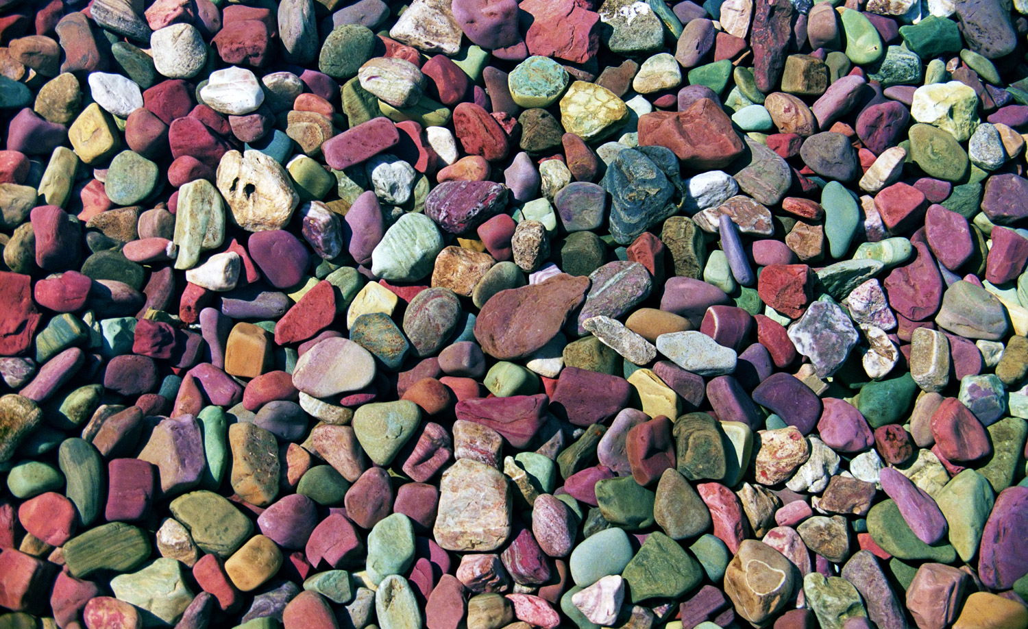 Nature's Collection : Patterns